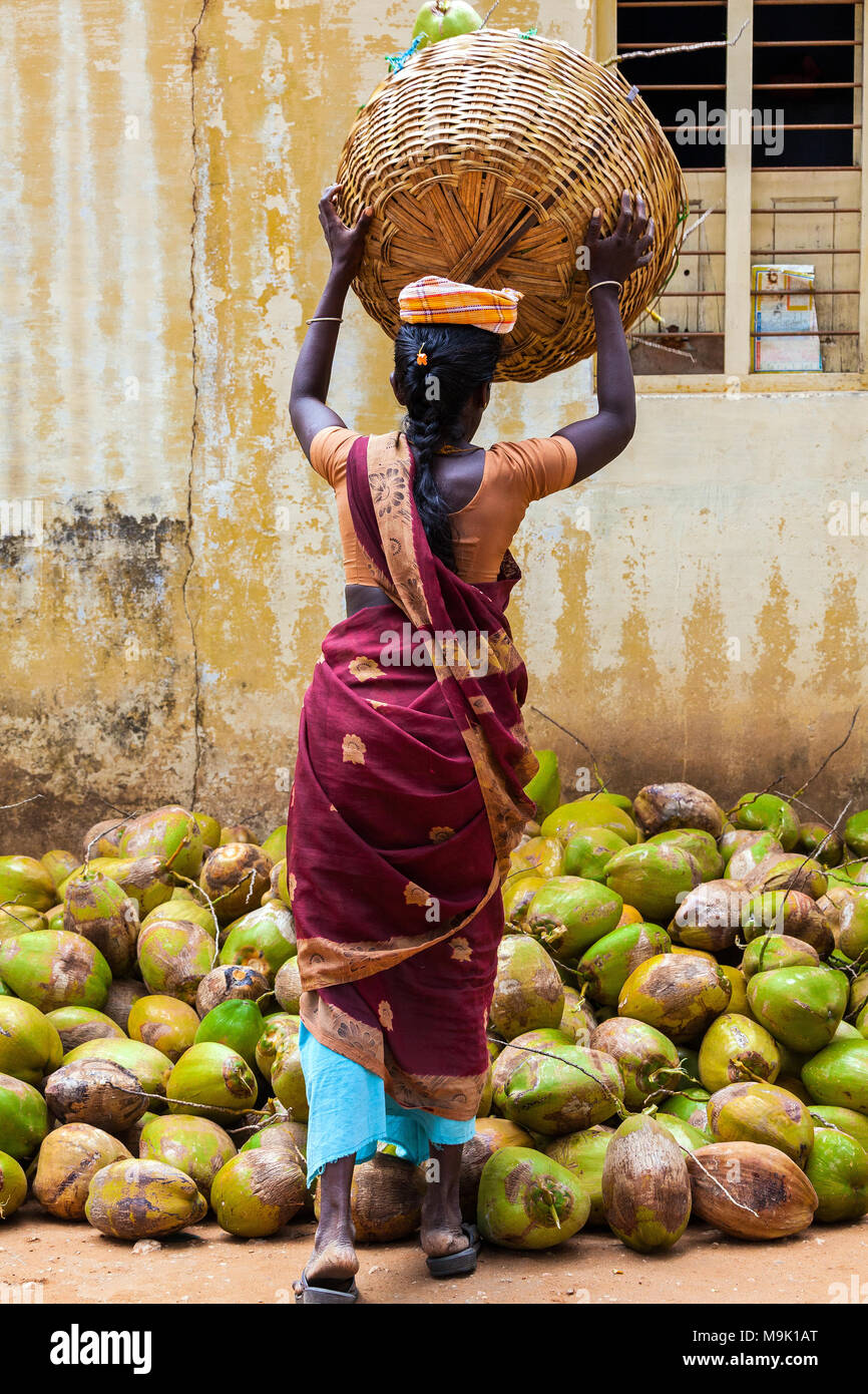 A woman worker engaged in harvesting and collecting coconuts ...
