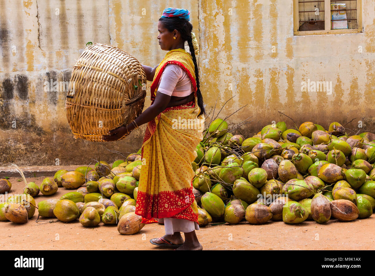 Workers engaged in harvesting and collecting coconuts - Vattalekundu in ...