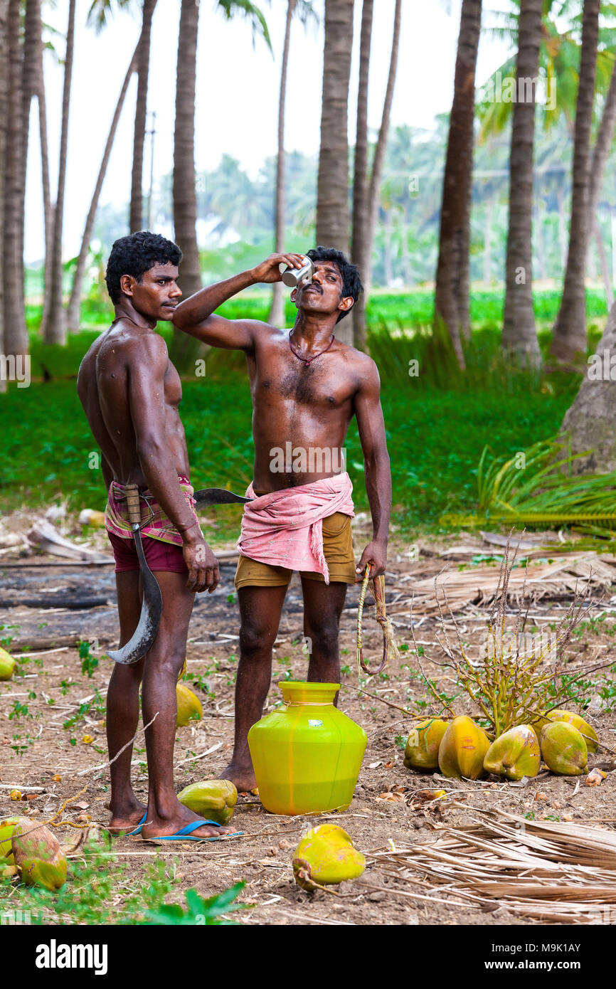 Workers engaged in harvesting and collecting coconuts - Vattalekundu in ...