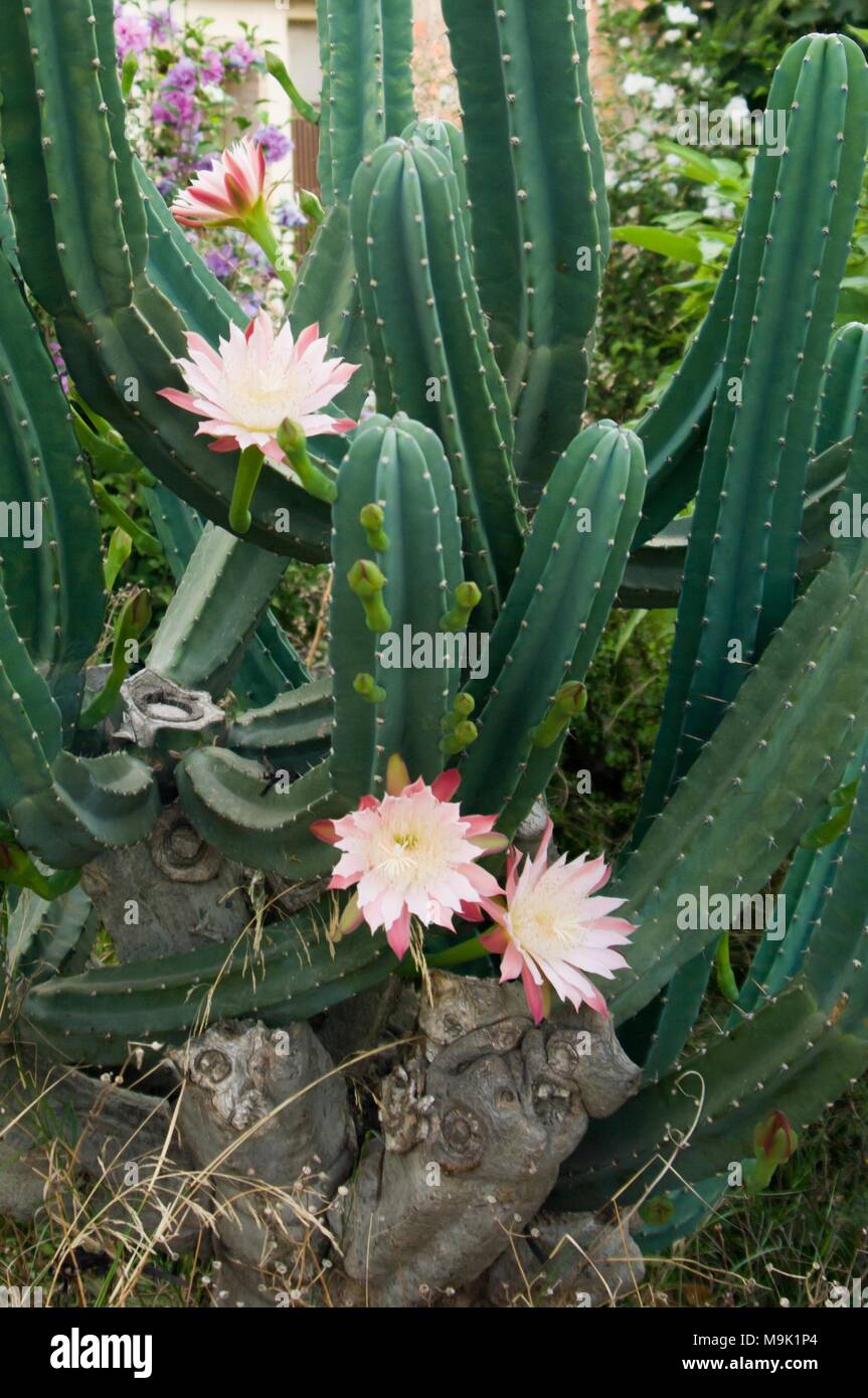 Cactus in phase of flowering Stock Photo - Alamy