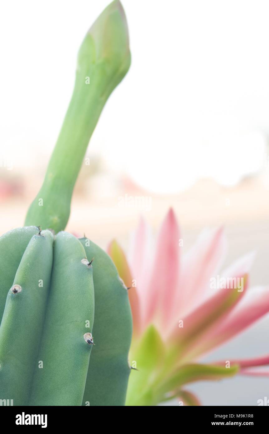 Cocoon of flower of cactus with a flower opened of bottom Stock Photo ...