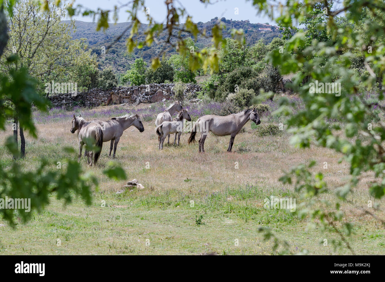 Free living Sorraia horses in Faia Brava nature reserve, Western Iberia ...