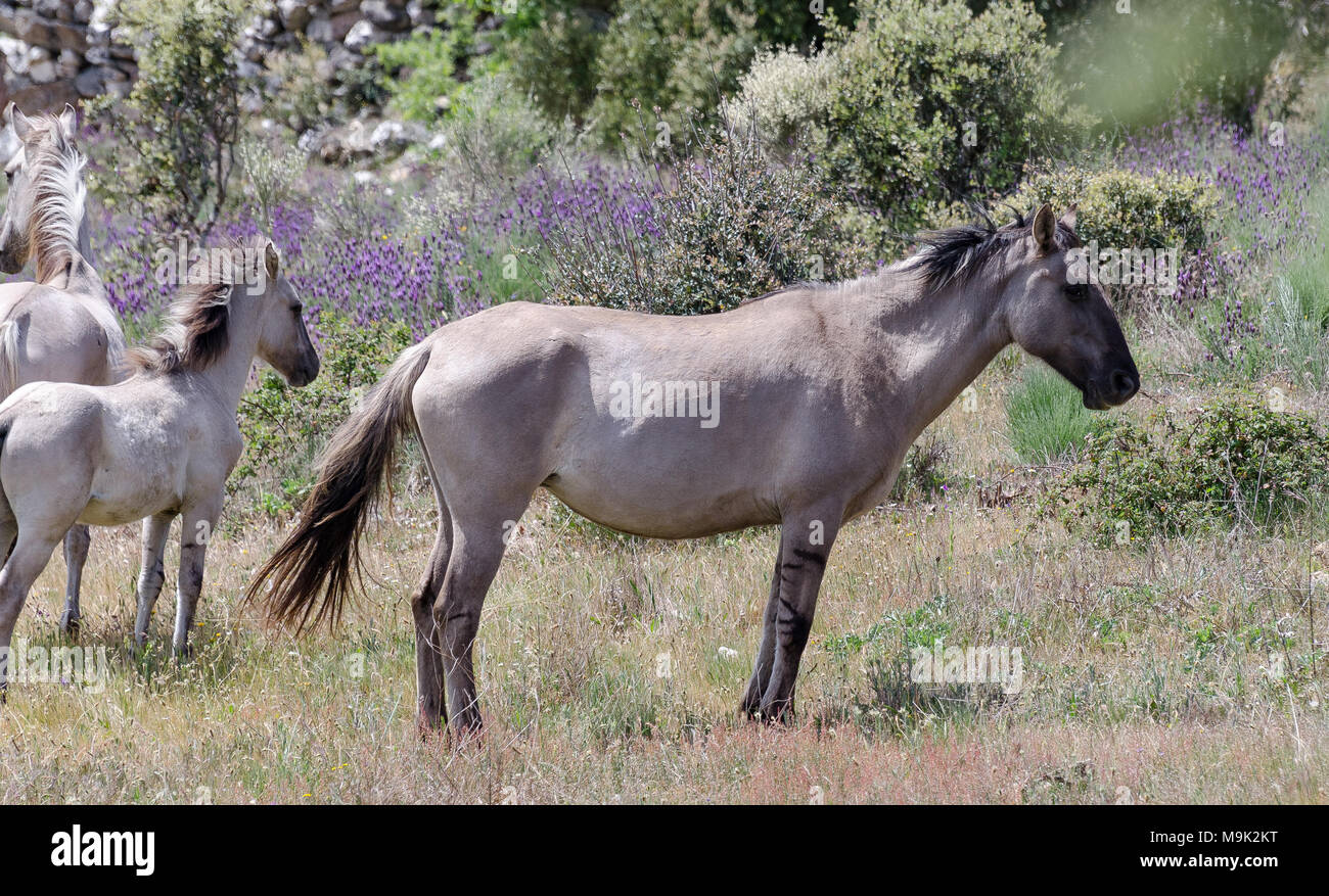 Free living Sorraia horses in Faia Brava nature reserve, Western Iberia ...