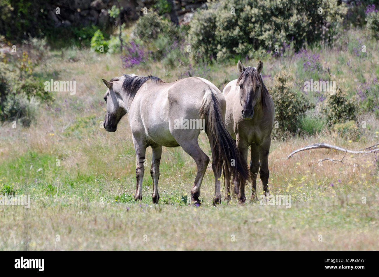 Free living Sorraia horses in Faia Brava nature reserve, Western Iberia ...