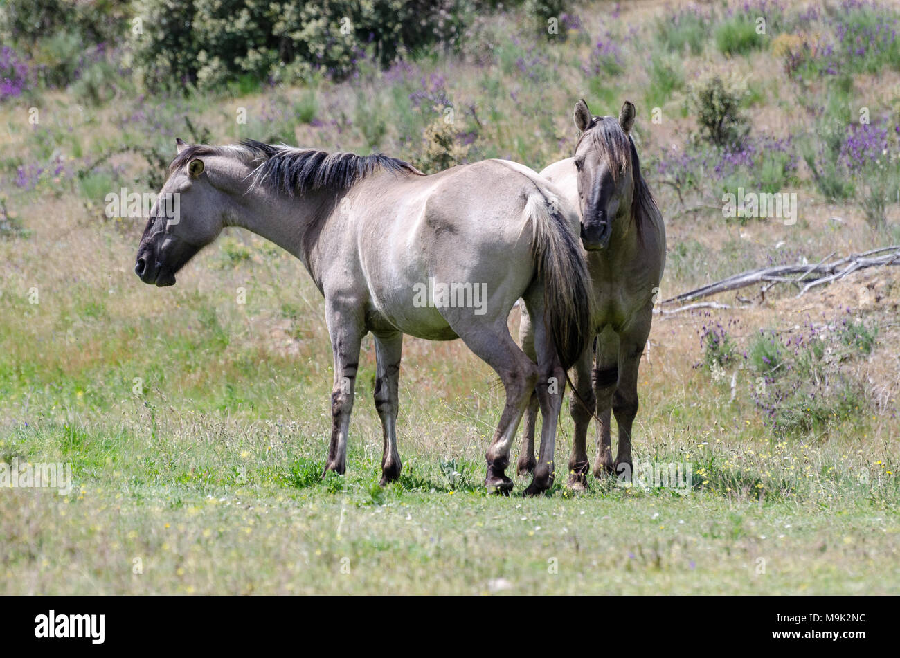 Free living Sorraia horses in Faia Brava nature reserve, Western Iberia ...