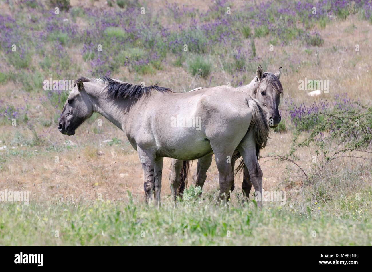 Free living Sorraia horses in Faia Brava nature reserve, Western Iberia ...