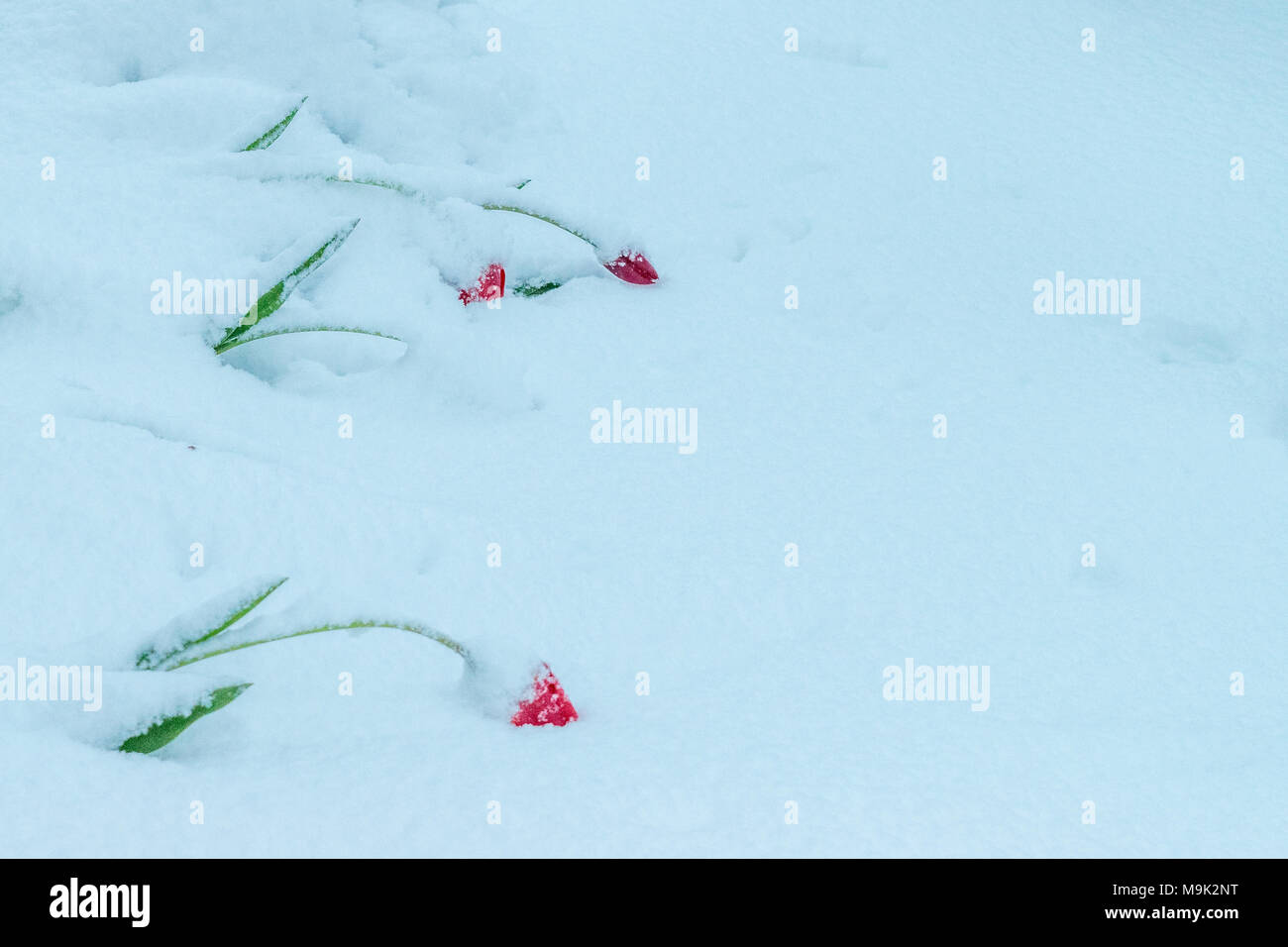 A natural calamity of snow during the bloom of the trees and the ...