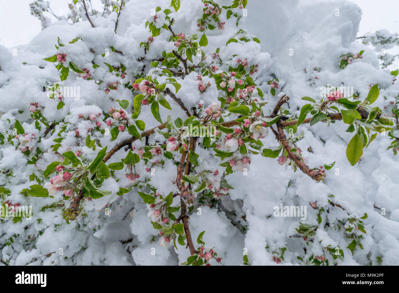 A natural calamity of snow during the bloom of the trees and the ...