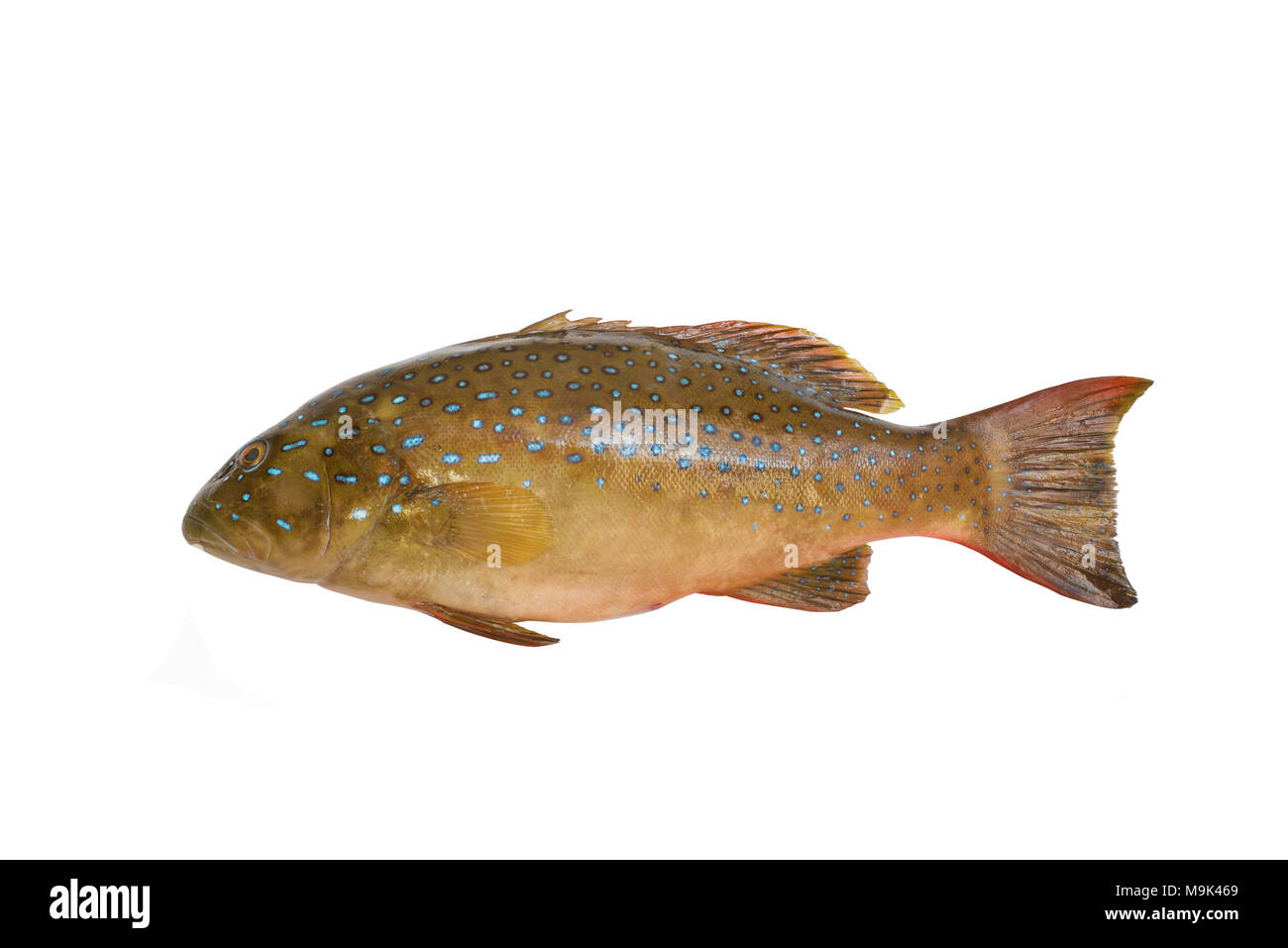 Coral blue reef isolated Cut Out Stock Images & Pictures - Alamy