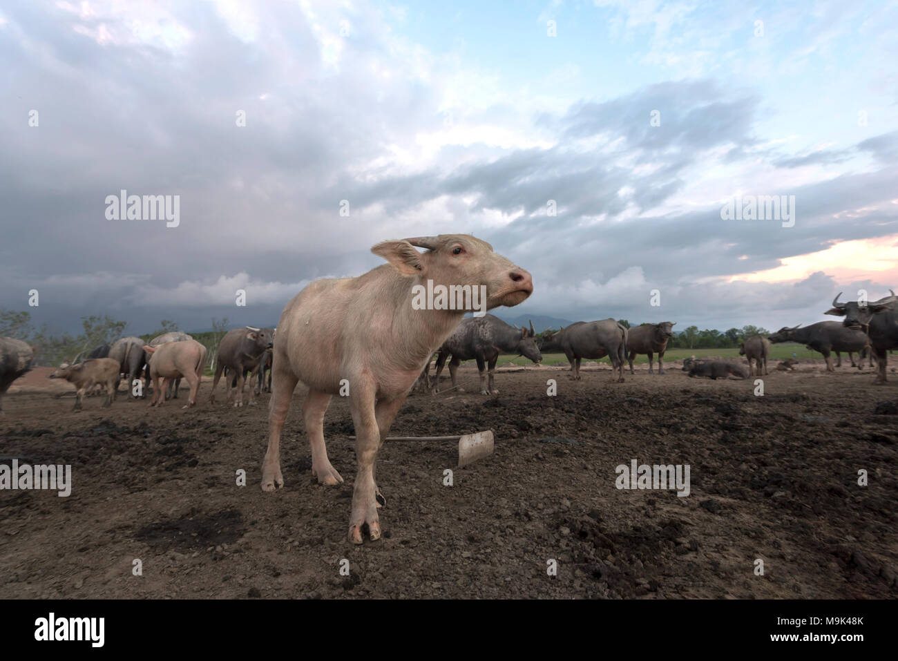 Young Taro buffalo Stock Photo - Alamy