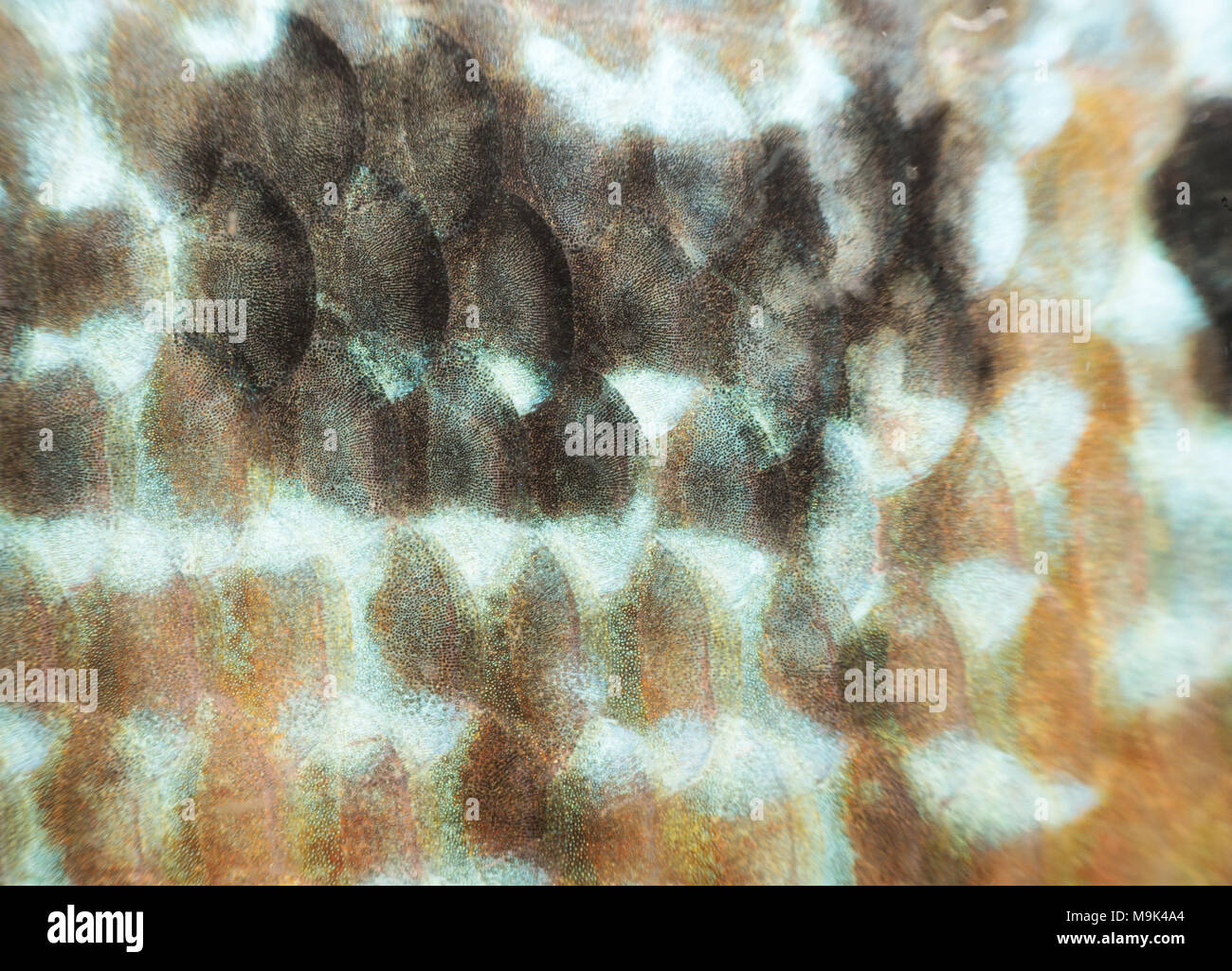 Fish texture hi-res stock photography and images - Alamy