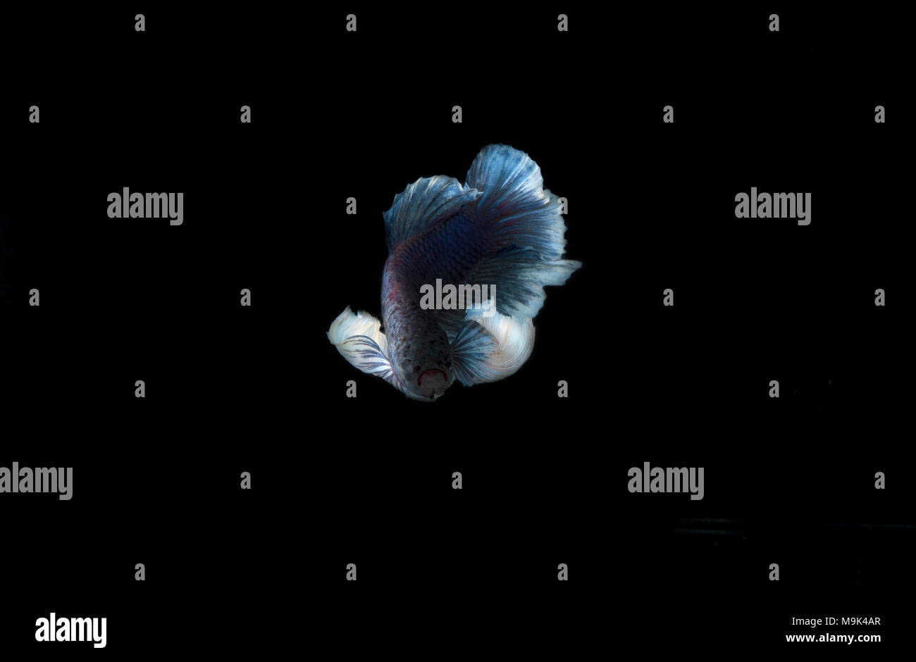 Thai fighting fish hi-res stock photography and images - Alamy