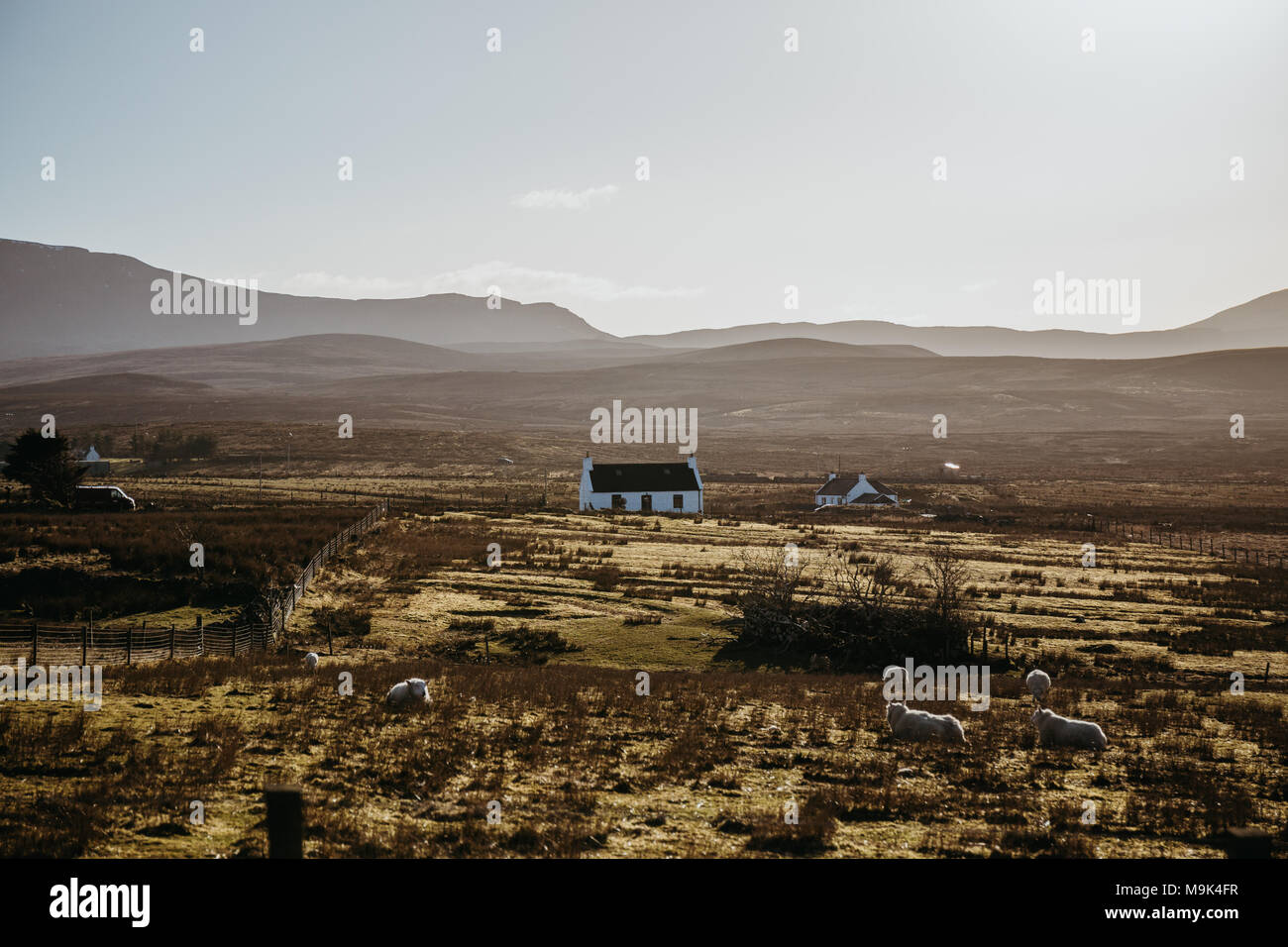 Grazing sheep on the isle of skye hi-res stock photography and images ...