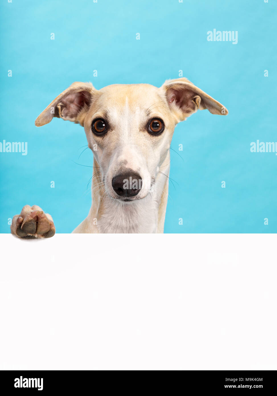 Whippet dog with paw on blank billboard. Large copy space, turquoise ...