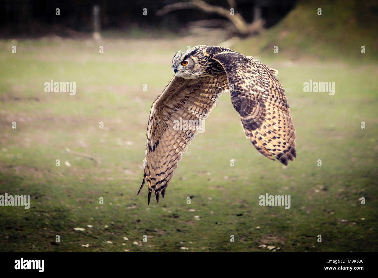 flying bubo owl in nature Stock Photo - Alamy