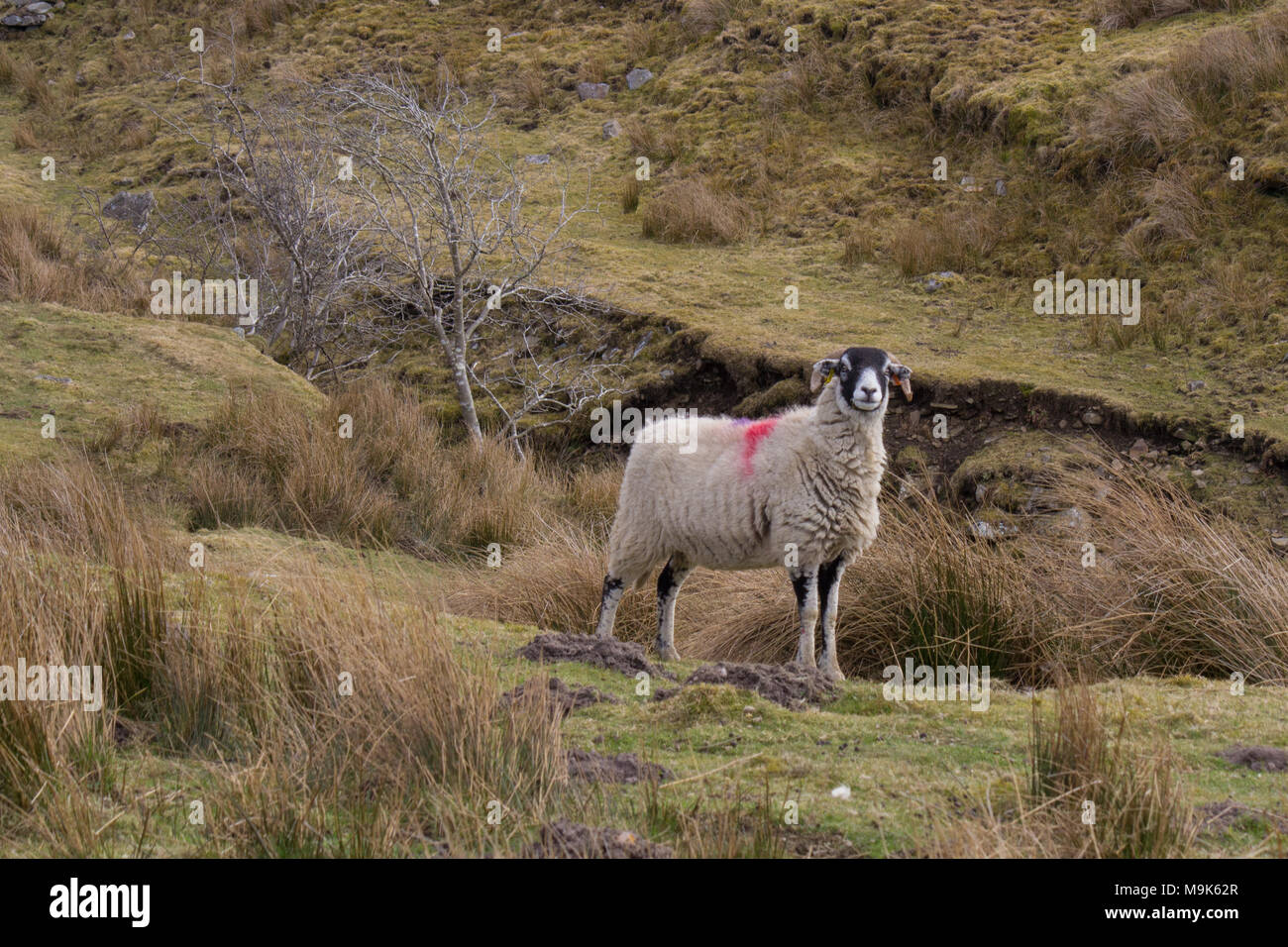 Swaledale ewe on moorland Stock Photo - Alamy