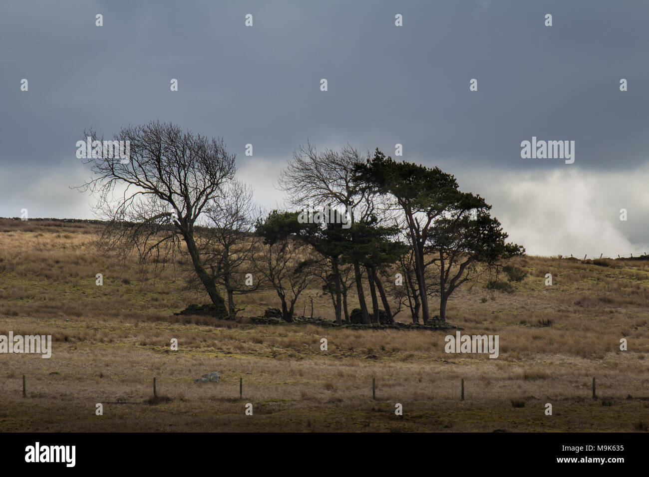 Copse stand trees hi-res stock photography and images - Alamy