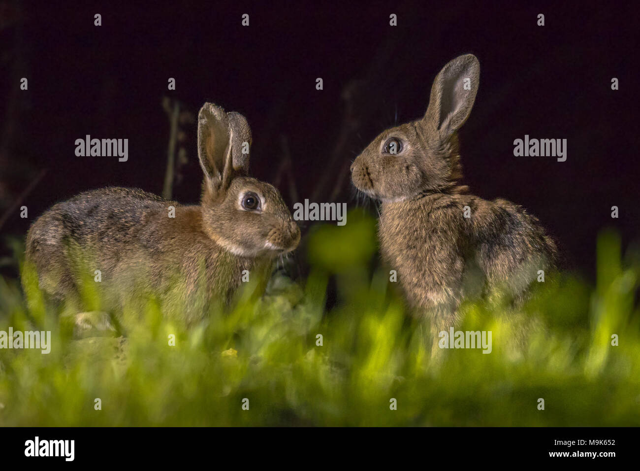 European wild rabbits hi-res stock photography and images - Alamy