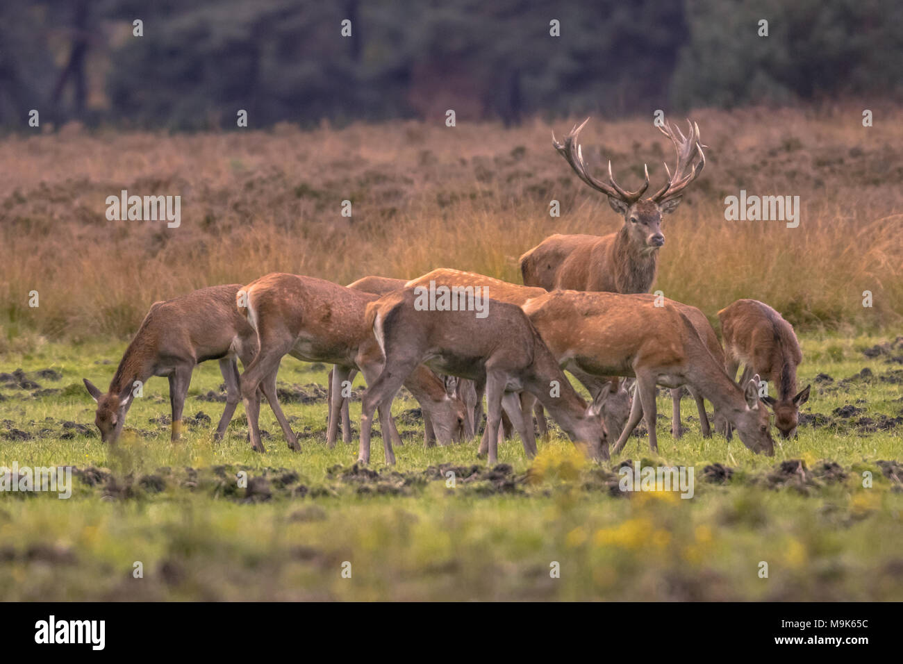 Female hind hi-res stock photography and images - Alamy