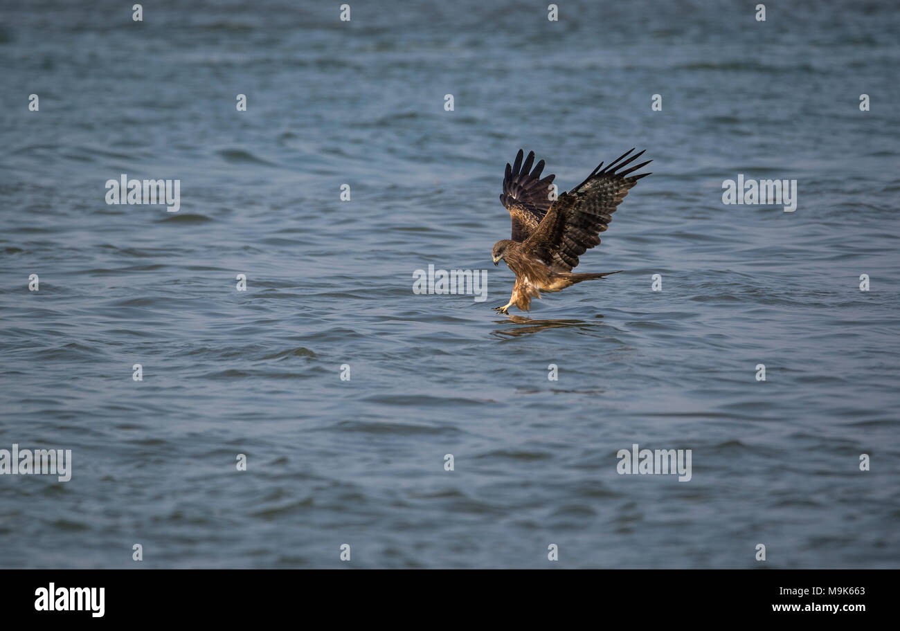 Fish raptor hi-res stock photography and images - Alamy