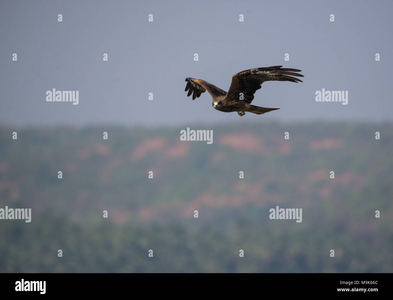 Fish kite high in hi-res stock photography and images - Alamy