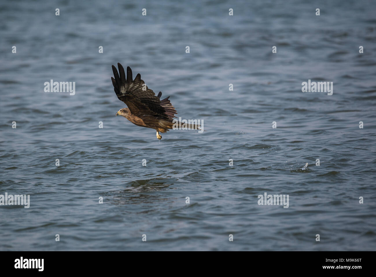 Black Kite hunting for fish in the sea Stock Photo - Alamy