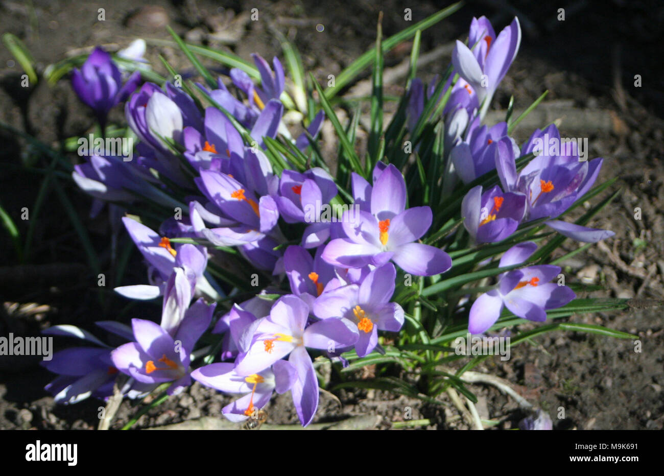Croco family hi-res stock photography and images - Alamy