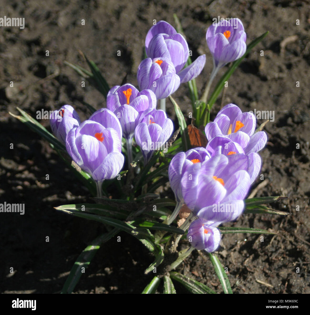 Croco family hi-res stock photography and images - Alamy