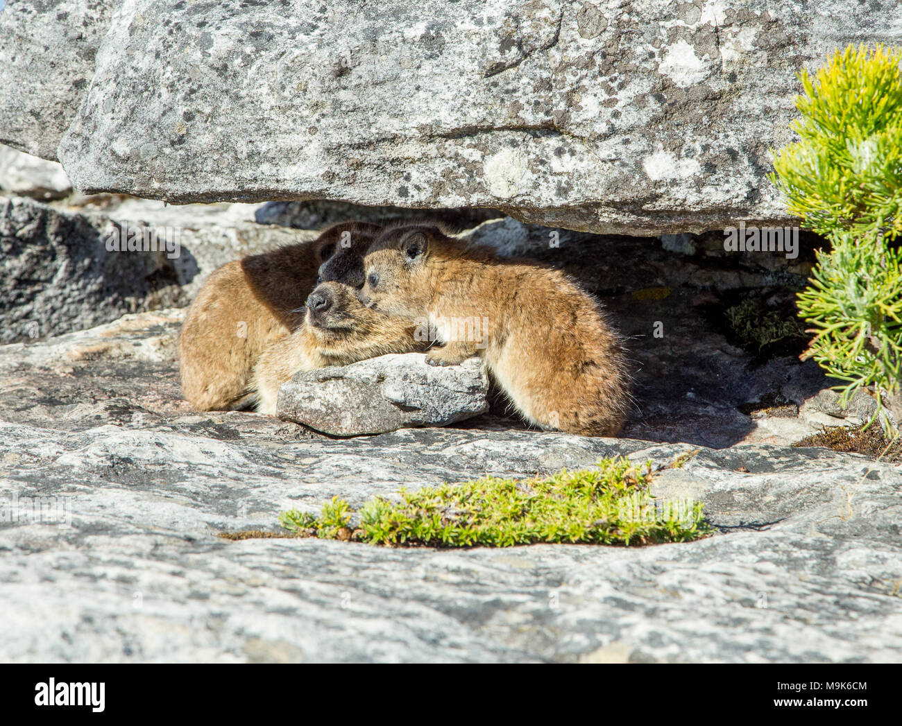 Wibari hi-res stock photography and images - Alamy