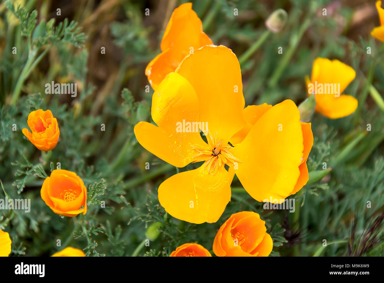 Poppy california in the Canary Islands Stock Photo - Alamy