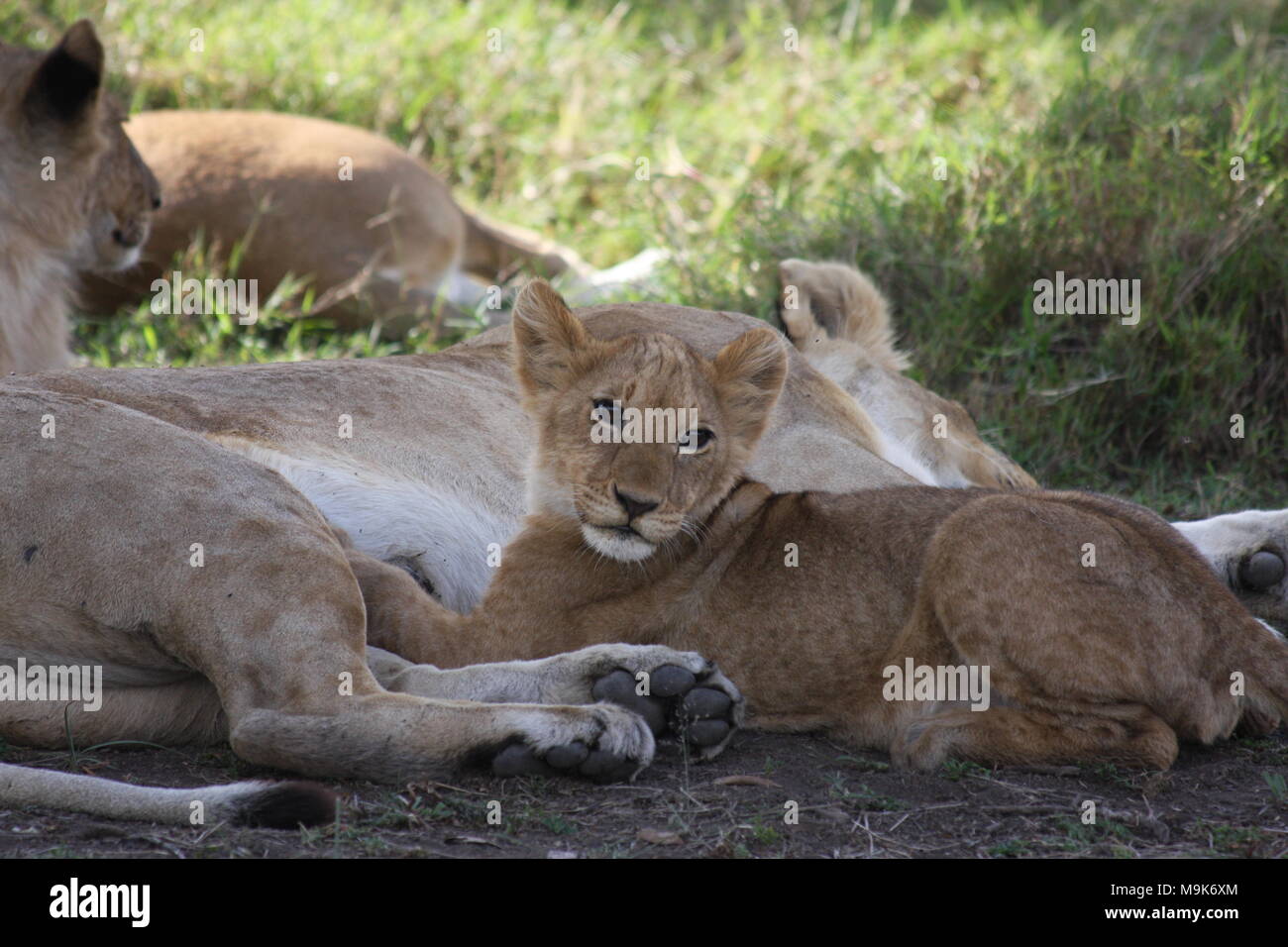 Lion cubs resting in family group Stock Photo - Alamy