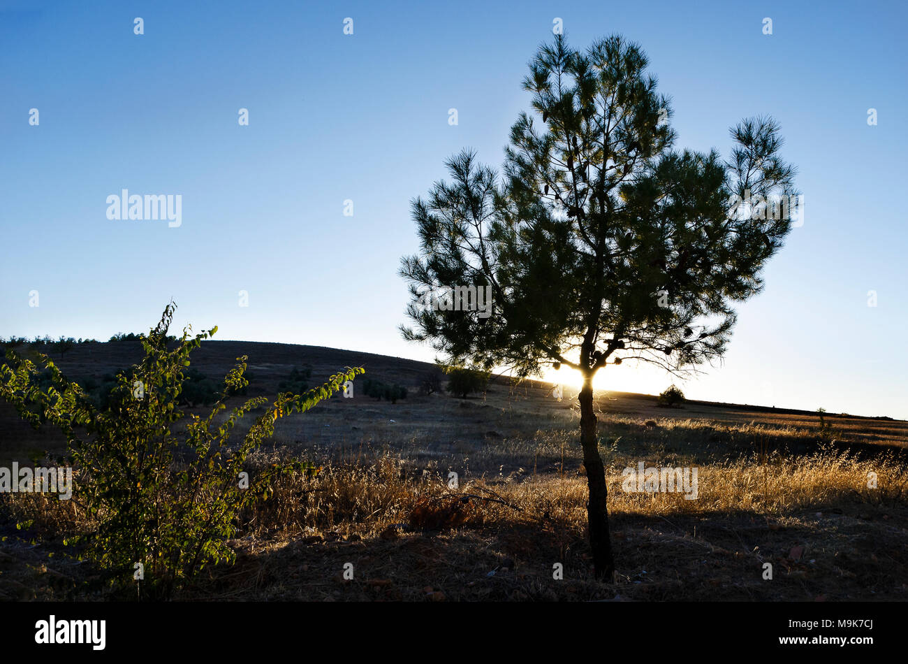 Backlight landscape at the sunset in the countryside with copy space ...