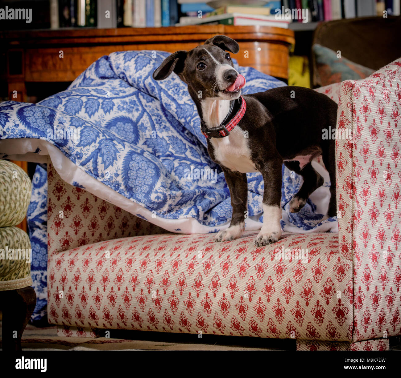 Pet on couch hi-res stock photography and images - Alamy