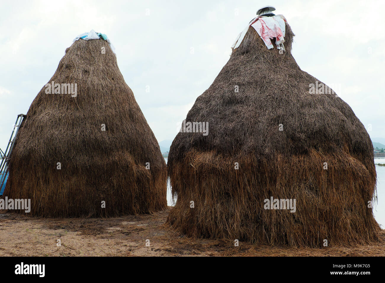 Two stack of straw after harvest rice on country road, Binh Dinh ...