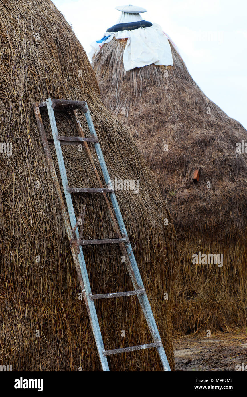 Stack of paddy hi-res stock photography and images - Alamy