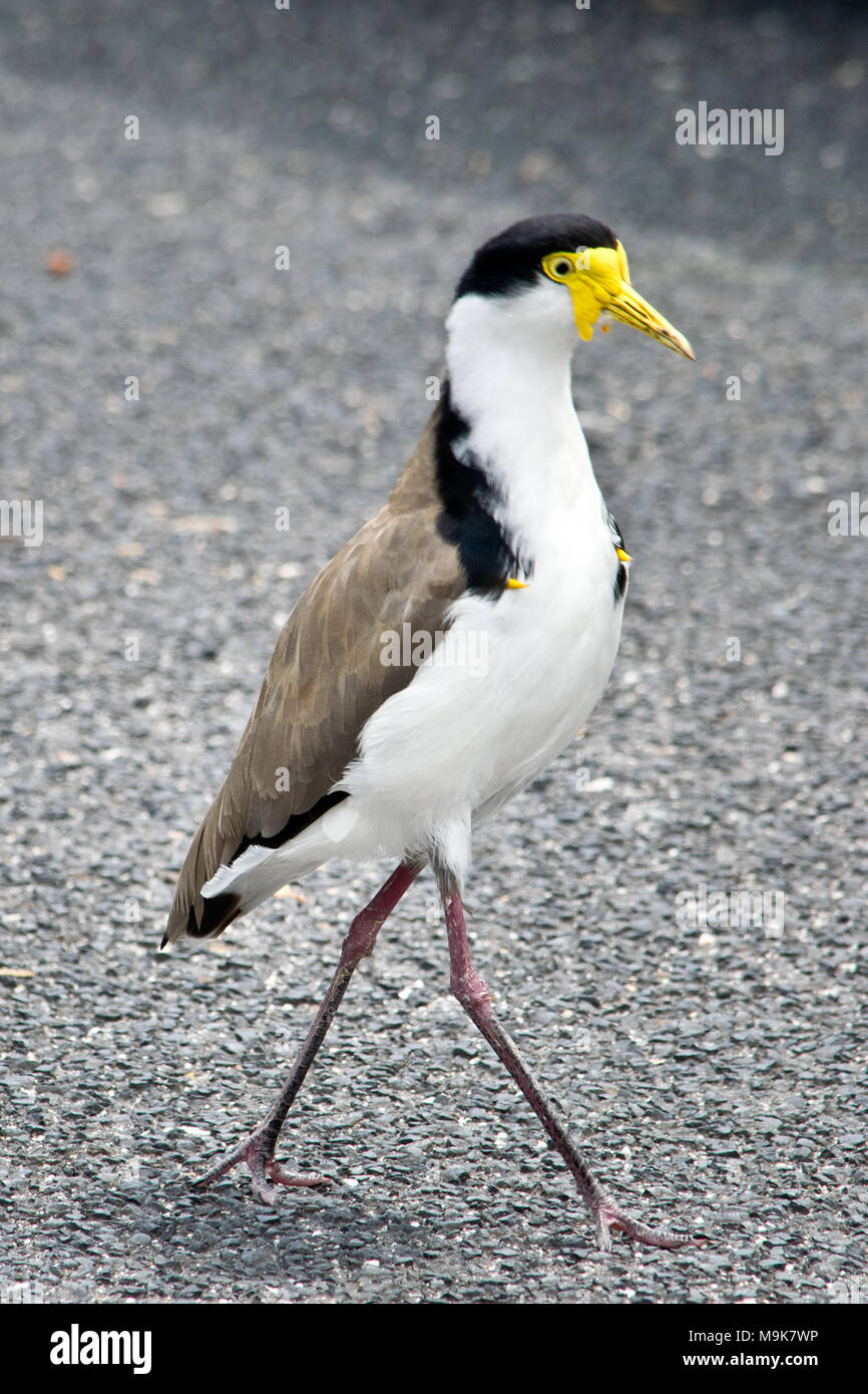 Black winged lapwing hi-res stock photography and images - Alamy