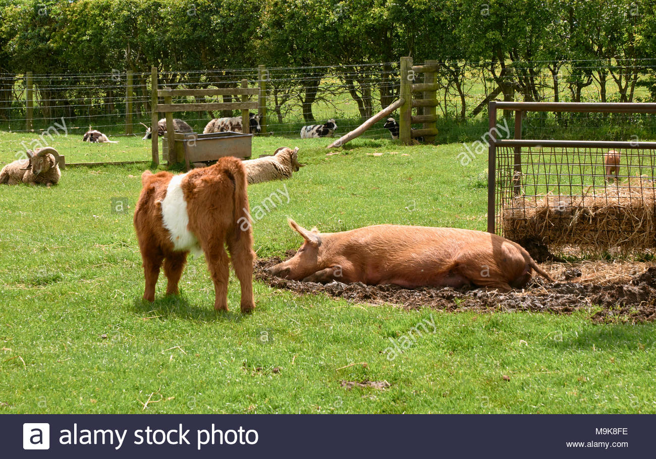 Pig Cow Sheep High Resolution Stock Photography and Images - Alamy