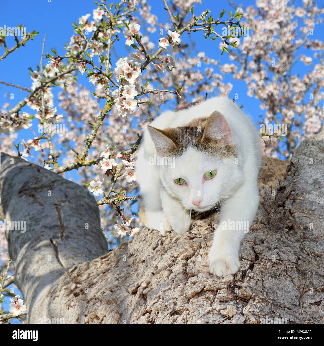 domestic cat , white tabby, climbing a flowering almond tree Stock ...