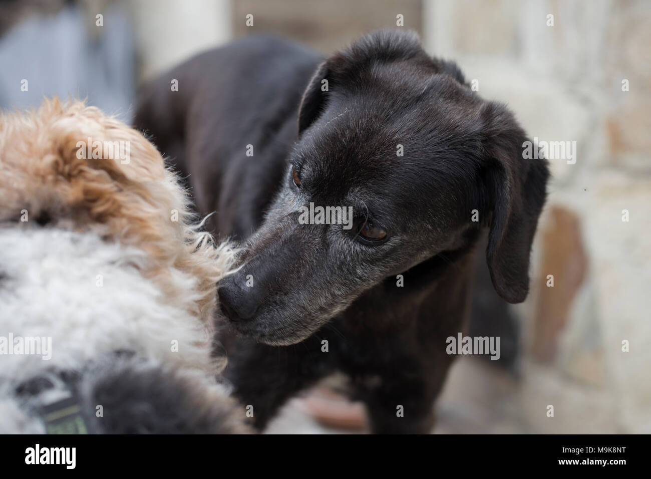 Greeting each other hi-res stock photography and images - Alamy