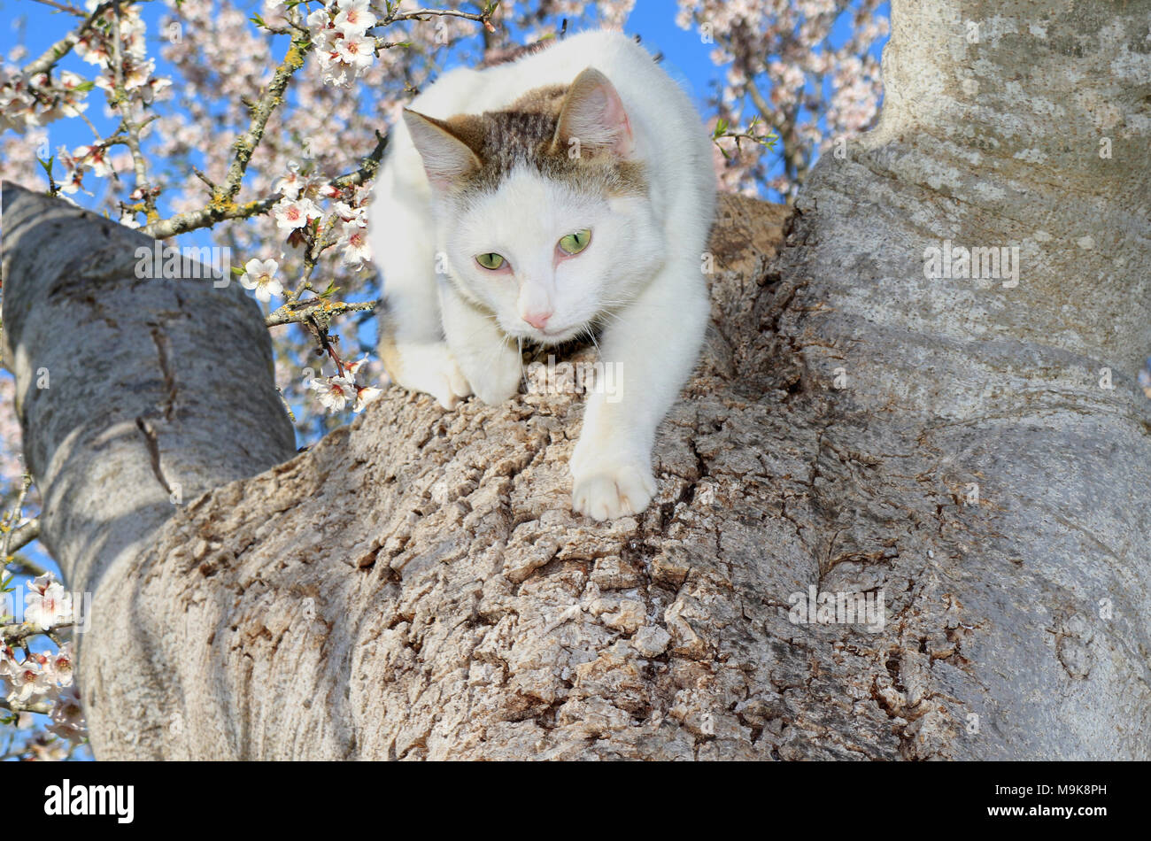 Almond tree hi-res stock photography and images - Alamy