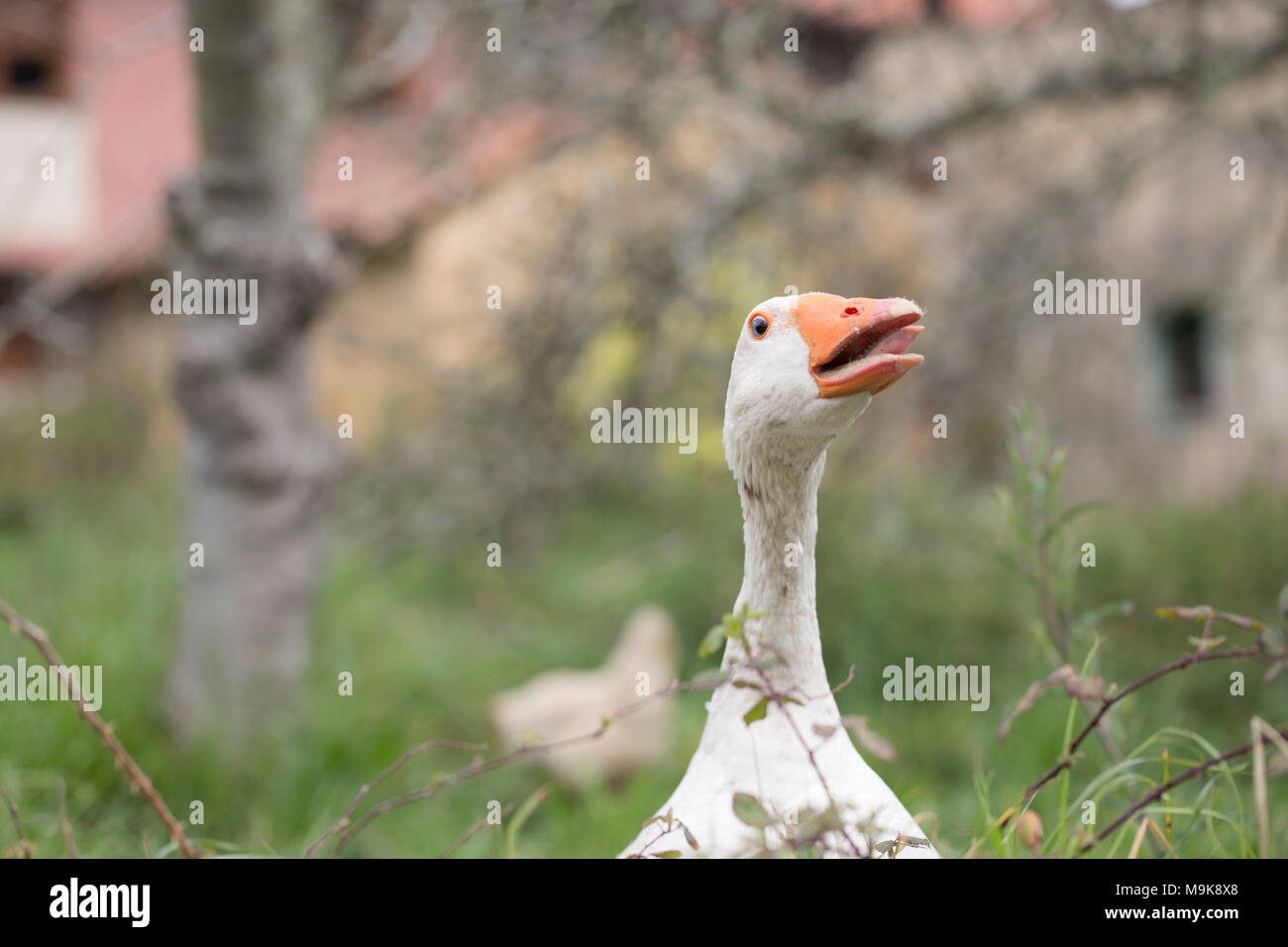 A male goose is threatening with tongue out Stock Photo - Alamy
