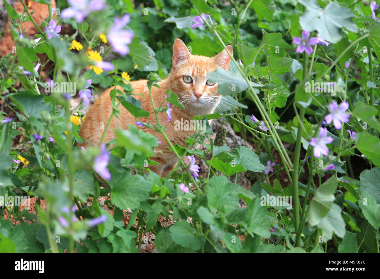 domestic cat, ginger, sitting between green plants Stock Photo - Alamy