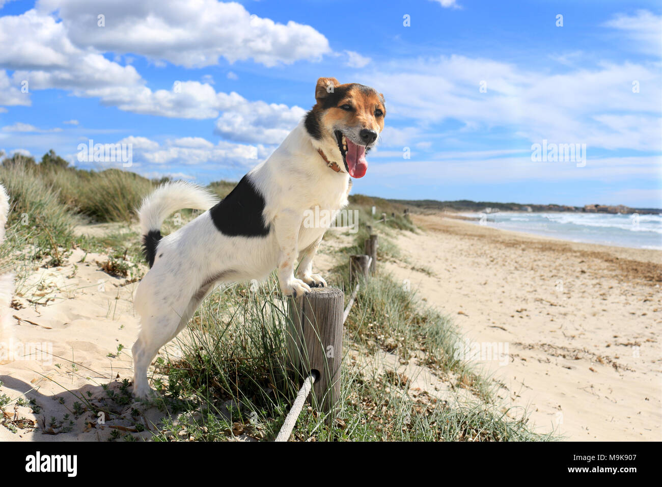 jack russell, tricolor, standing at a small fencing post at the sea ...
