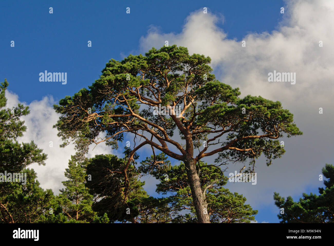 Pine tree crest in a LAtvian forest against blue sky with puffy clouds ...