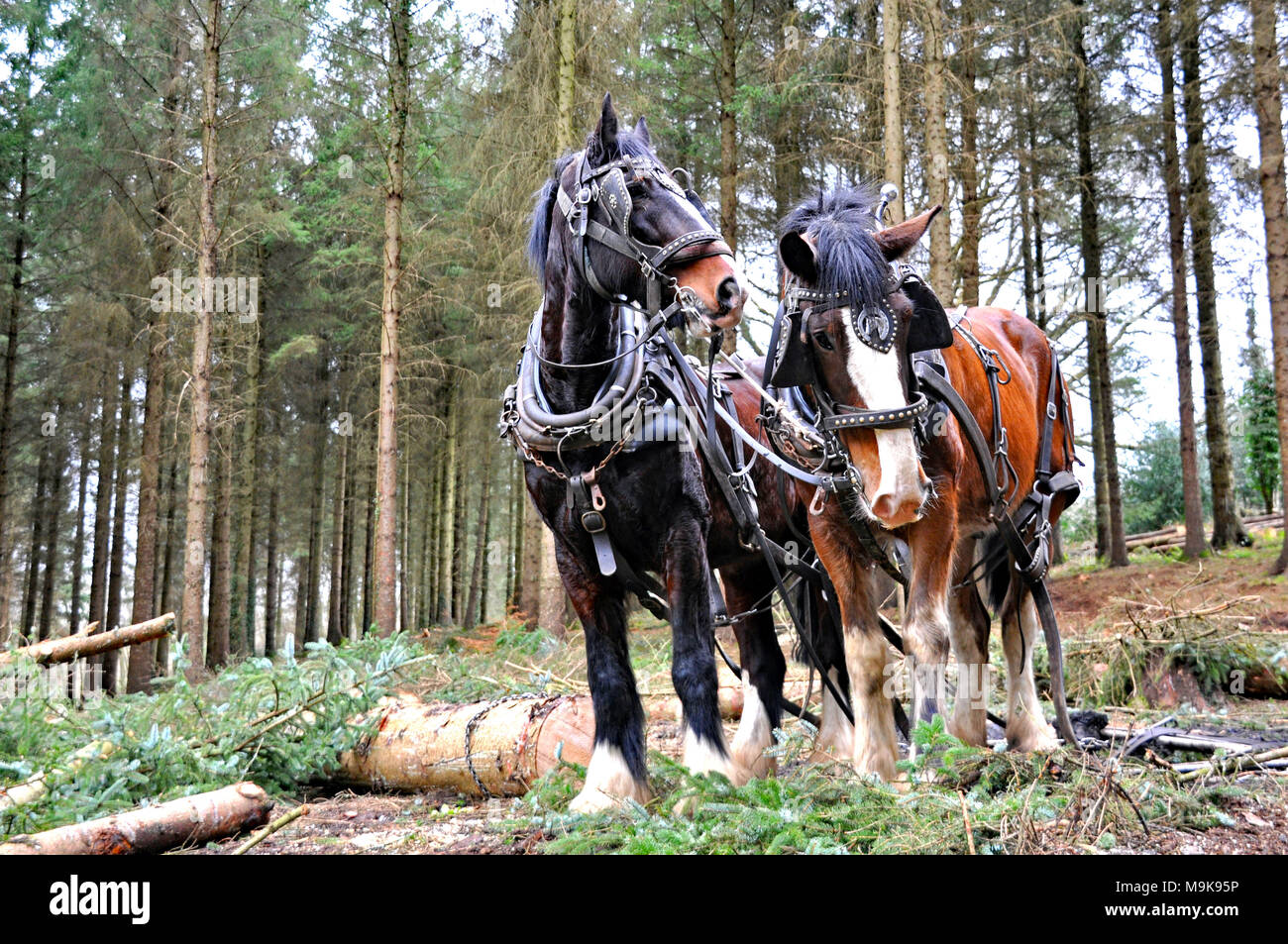 Traditional forestry using a pair of heavy horses taken in Rosemoor ...