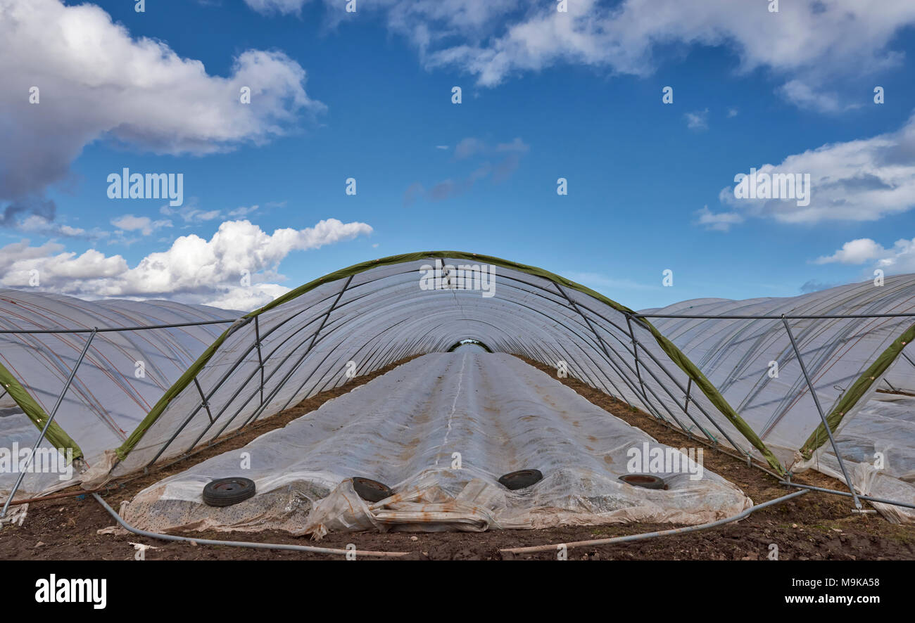 Commercial strawberry growing hi-res stock photography and images - Alamy