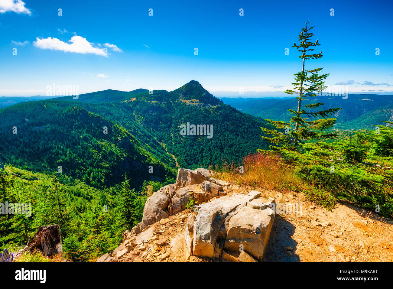Vast forest hi-res stock photography and images - Alamy