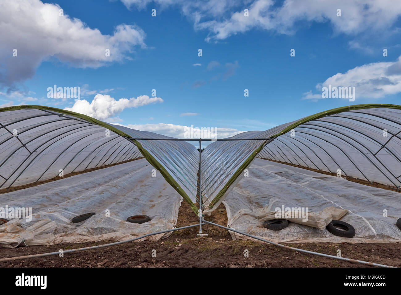 Scottish strawberry hi-res stock photography and images - Alamy