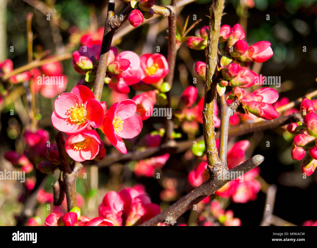 Maules quince hi-res stock photography and images - Alamy