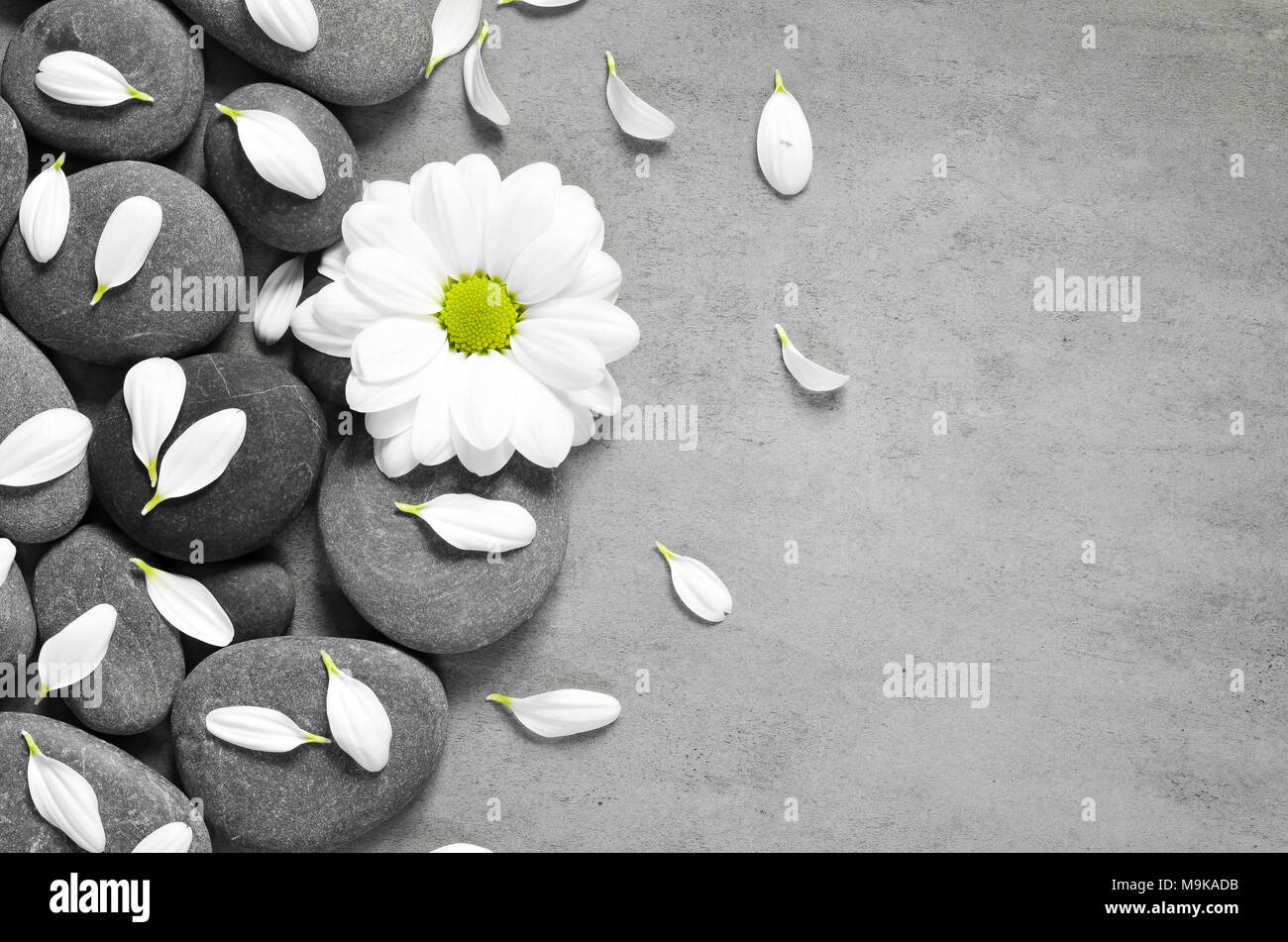 Set of white flower and petals on pebble. Spa concept Stock Photo - Alamy